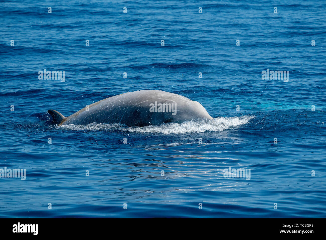 Goose beaked whale hi-res stock photography and images - Alamy