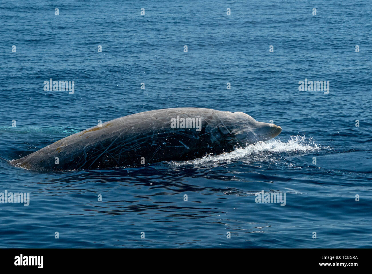 Beaked cuvier whale hi-res stock photography and images - Alamy