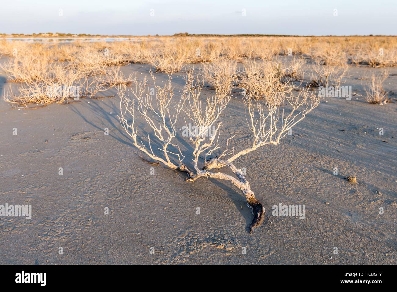 Dry Bush High Resolution Stock Photography and Images - Alamy