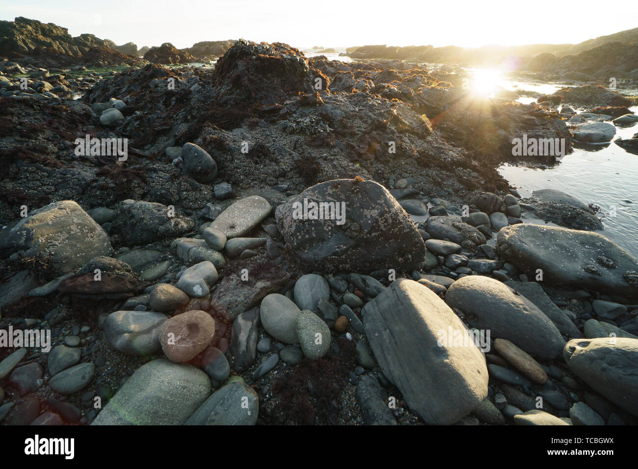 low tide tide pools exposed at sunset Stock Photo - Alamy
