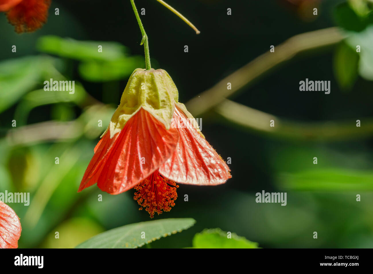 Red tiger maple hi-res stock photography and images - Alamy