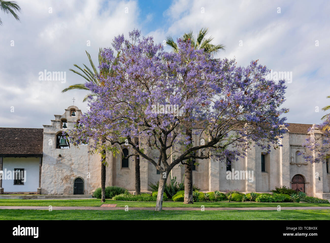 Beautiful Jacaranda Trees blossom and Mission Church at Los Angeles ...