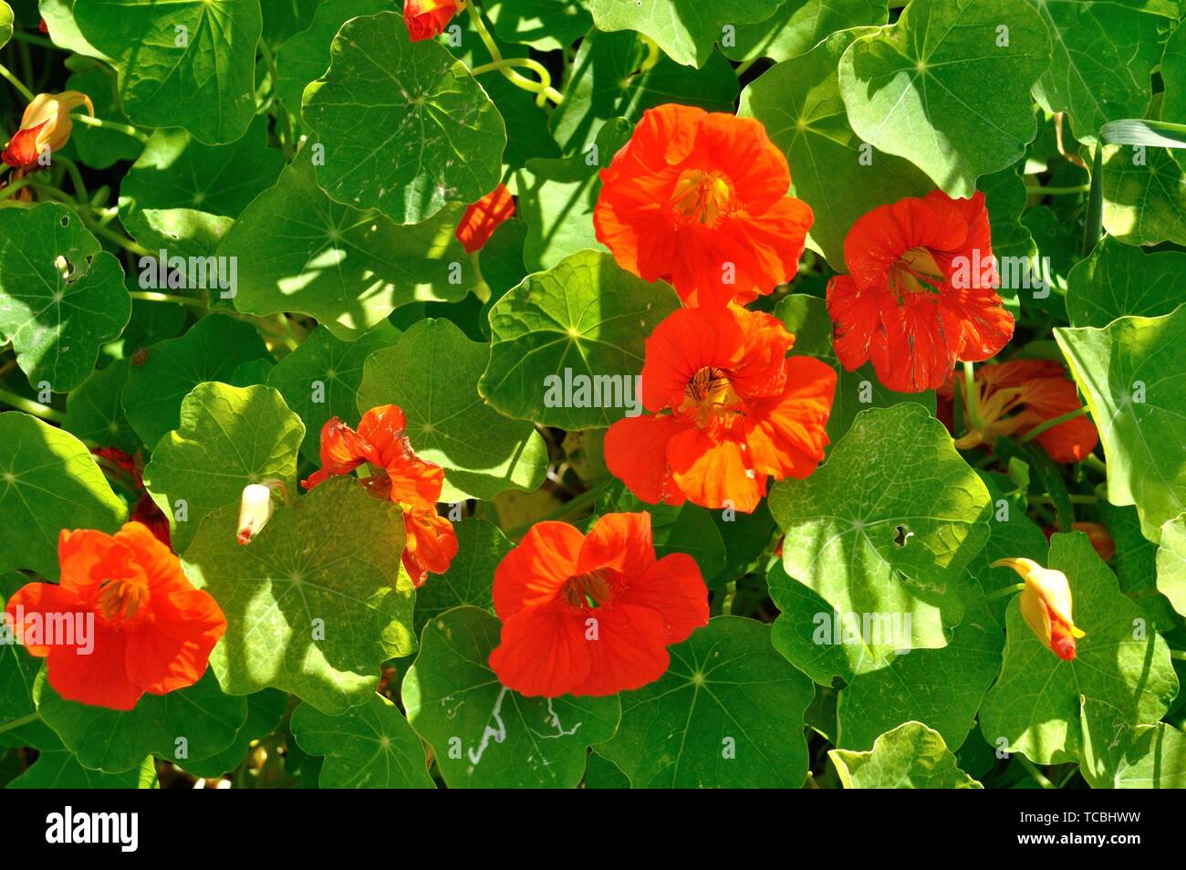 Flower nasturtium hi-res stock photography and images - Alamy