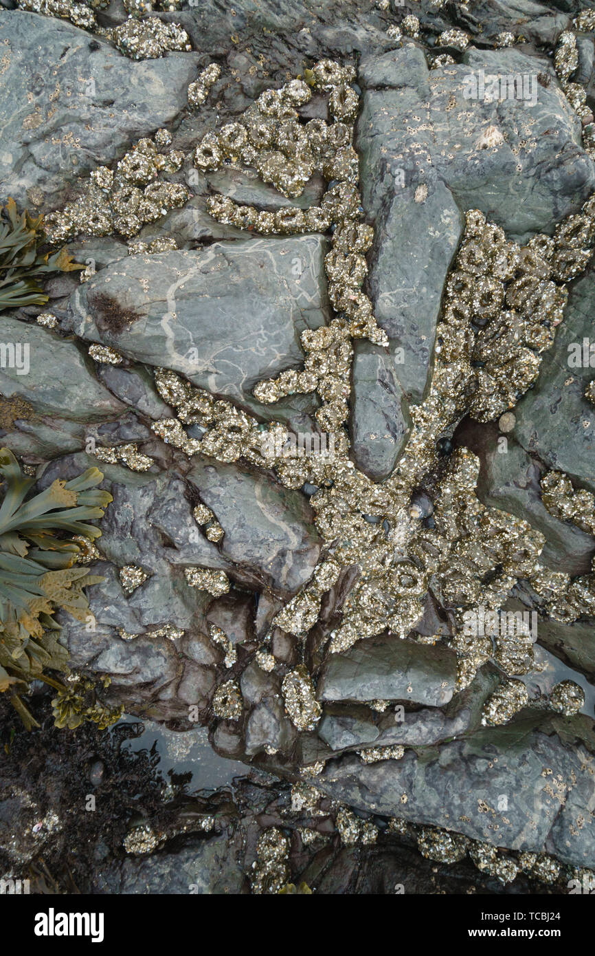 Aggregate anemone hi-res stock photography and images - Alamy