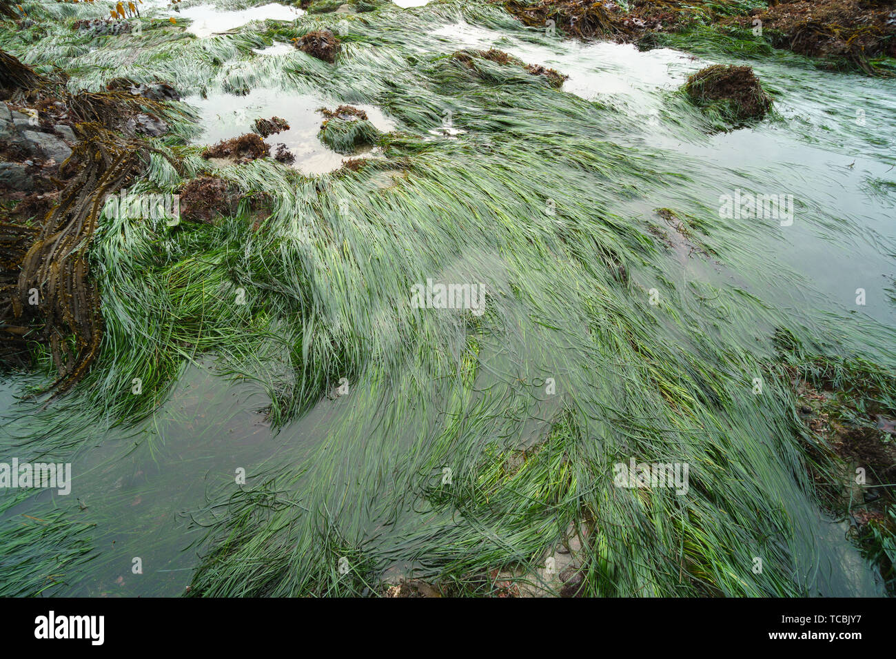 Sea grass lying flat from low tide Stock Photo - Alamy