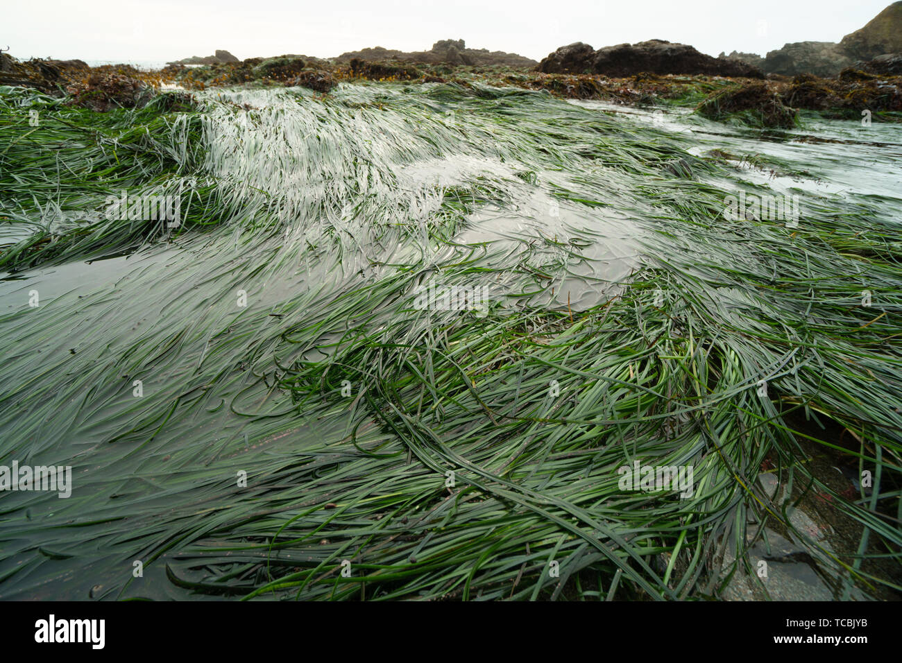 Exposed seagrass bed hi-res stock photography and images - Alamy