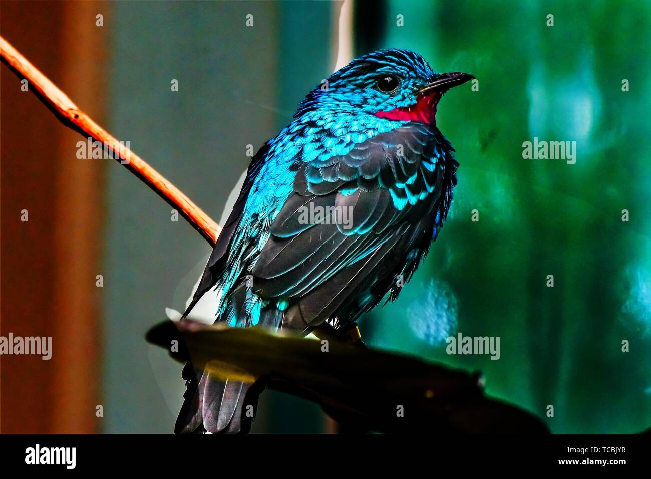 Cotinga High Resolution Stock Photography and Images - Alamy