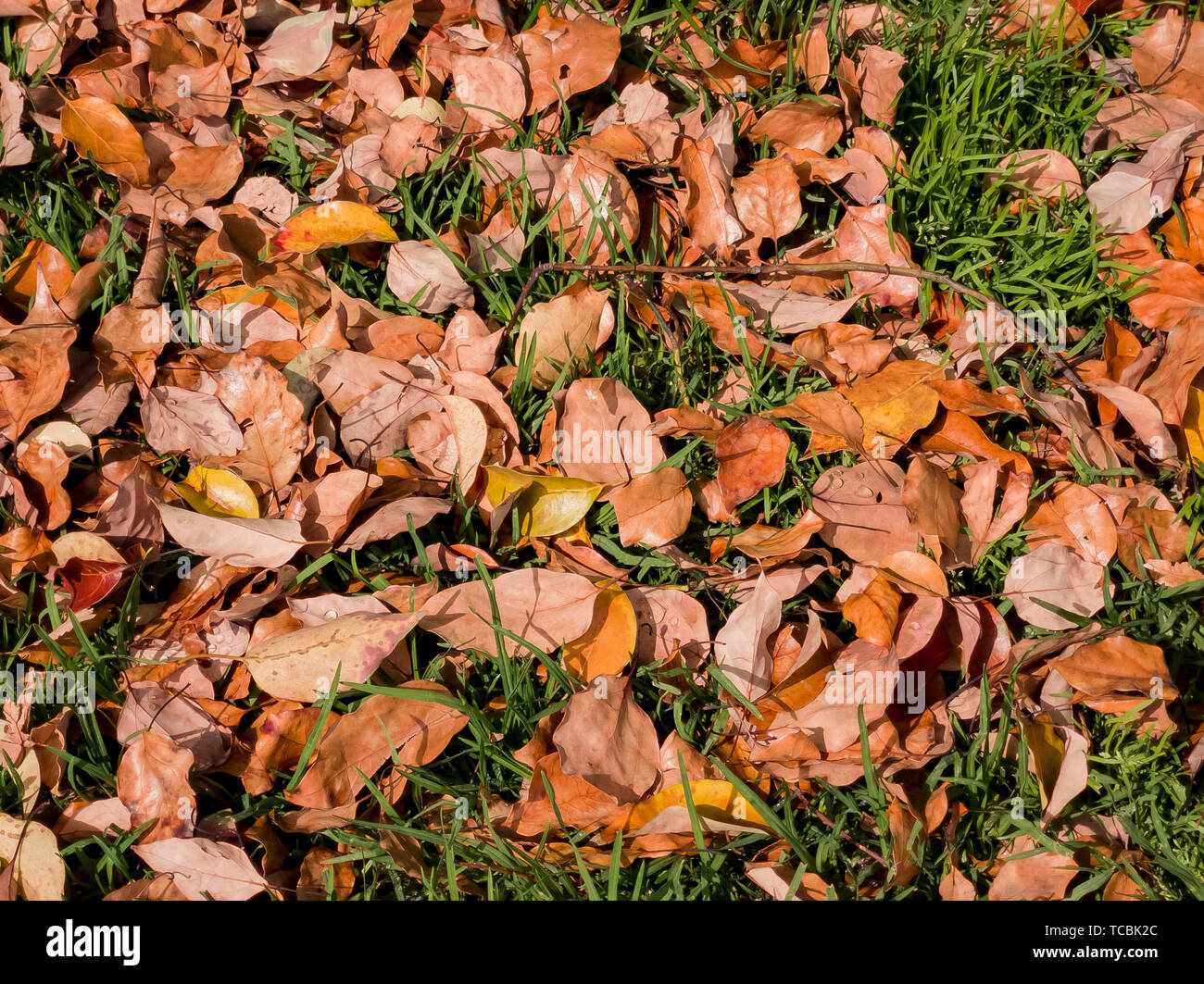 Brown leaves on the ground hi-res stock photography and images - Alamy