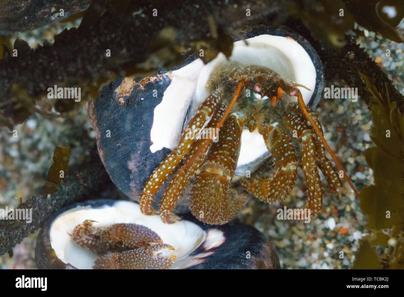 Hermit Crabs in shell Stock Photo - Alamy