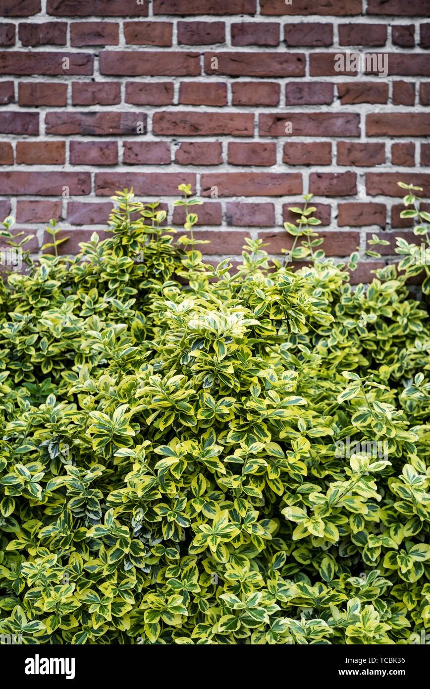 Brick wall background with bushes Stock Photo - Alamy