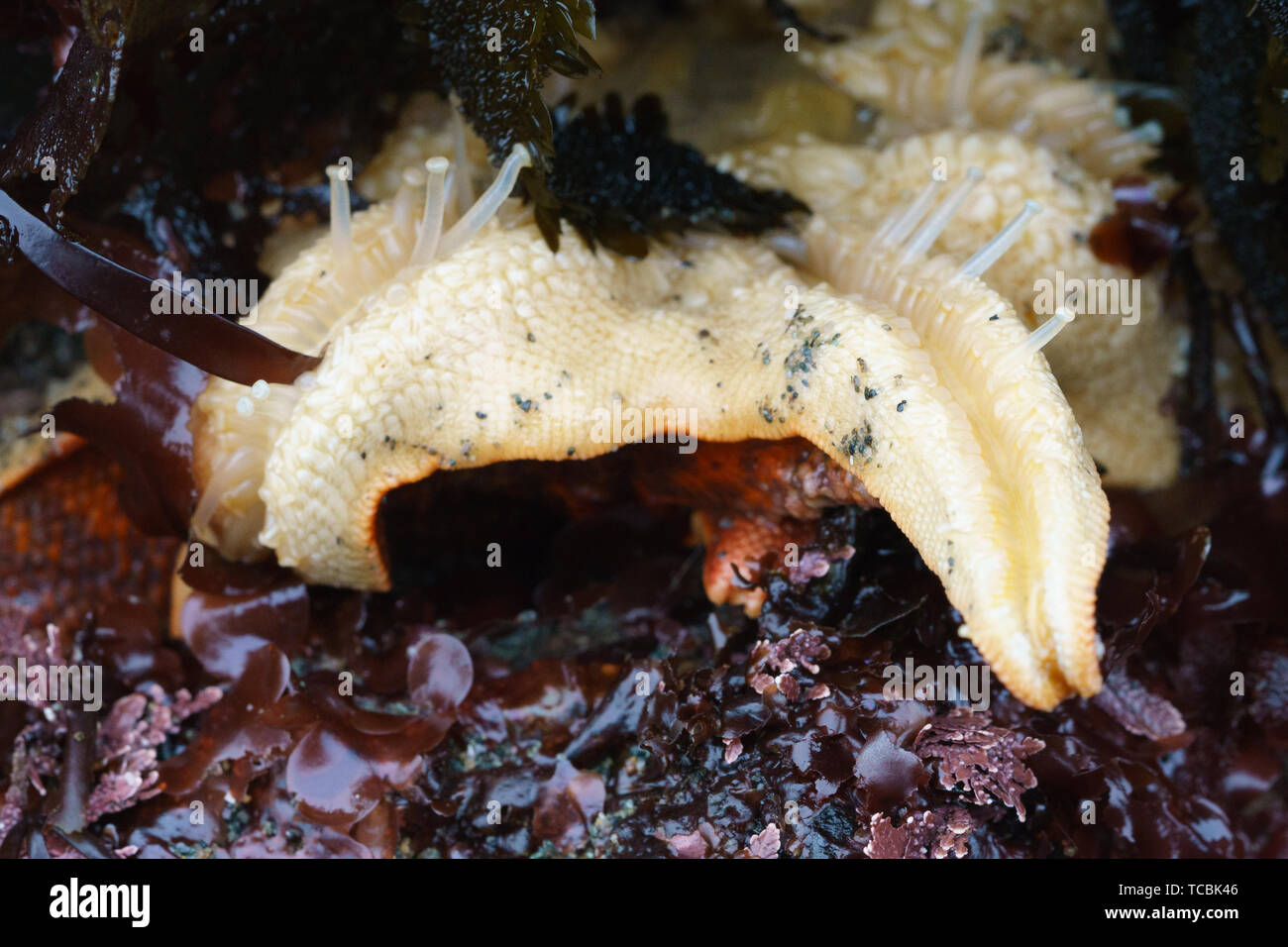 Star fish tentacles hi-res stock photography and images - Alamy
