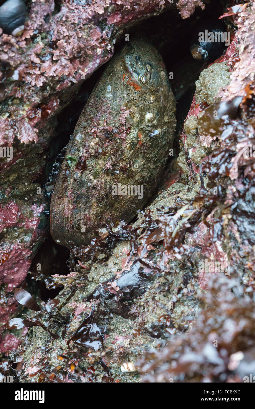 Live abalone hi-res stock photography and images - Alamy