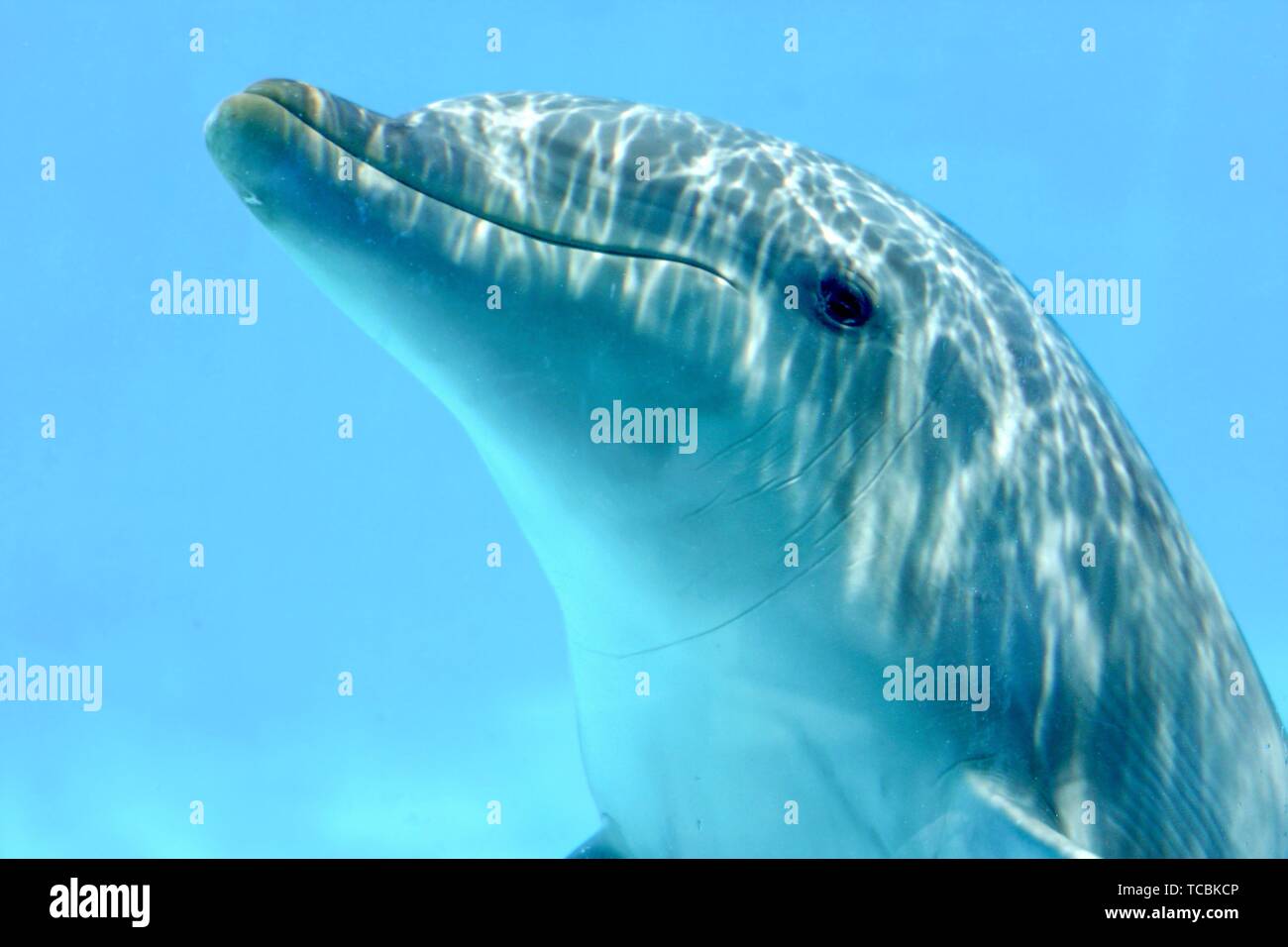 Underwater view looking up hi-res stock photography and images - Alamy