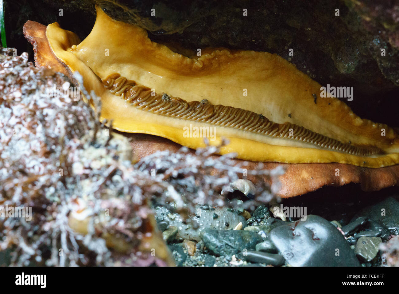 Sea cucumber feeding hi-res stock photography and images - Alamy
