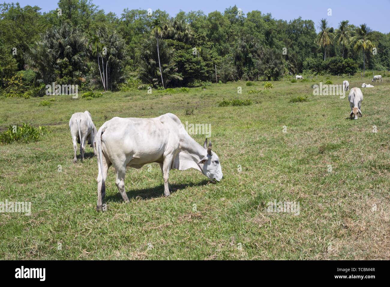 Rain forest deforestation cattle hi-res stock photography and images ...