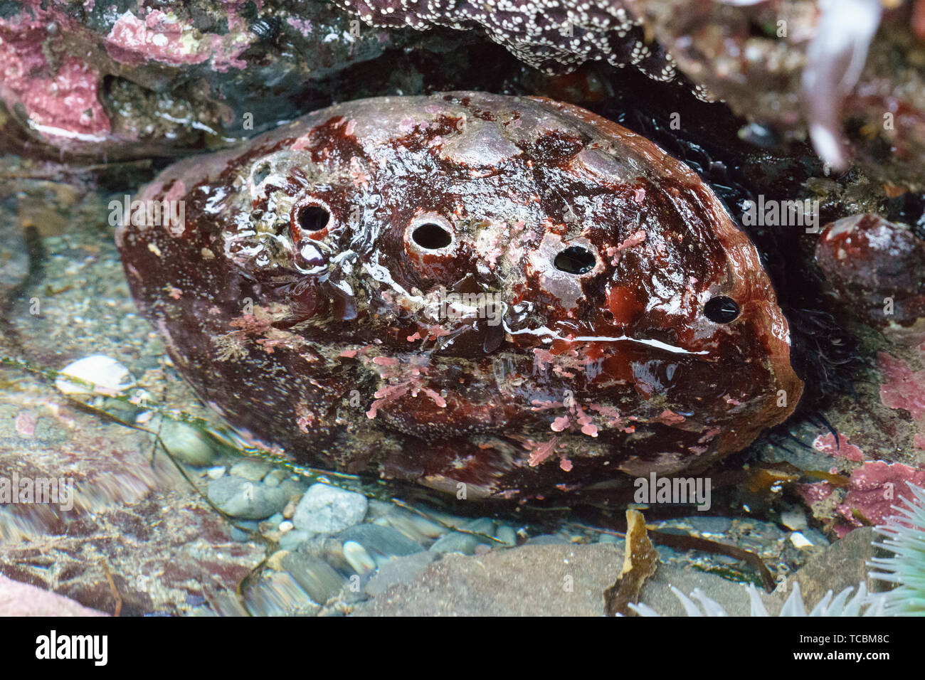 Live Abalone In Ocean