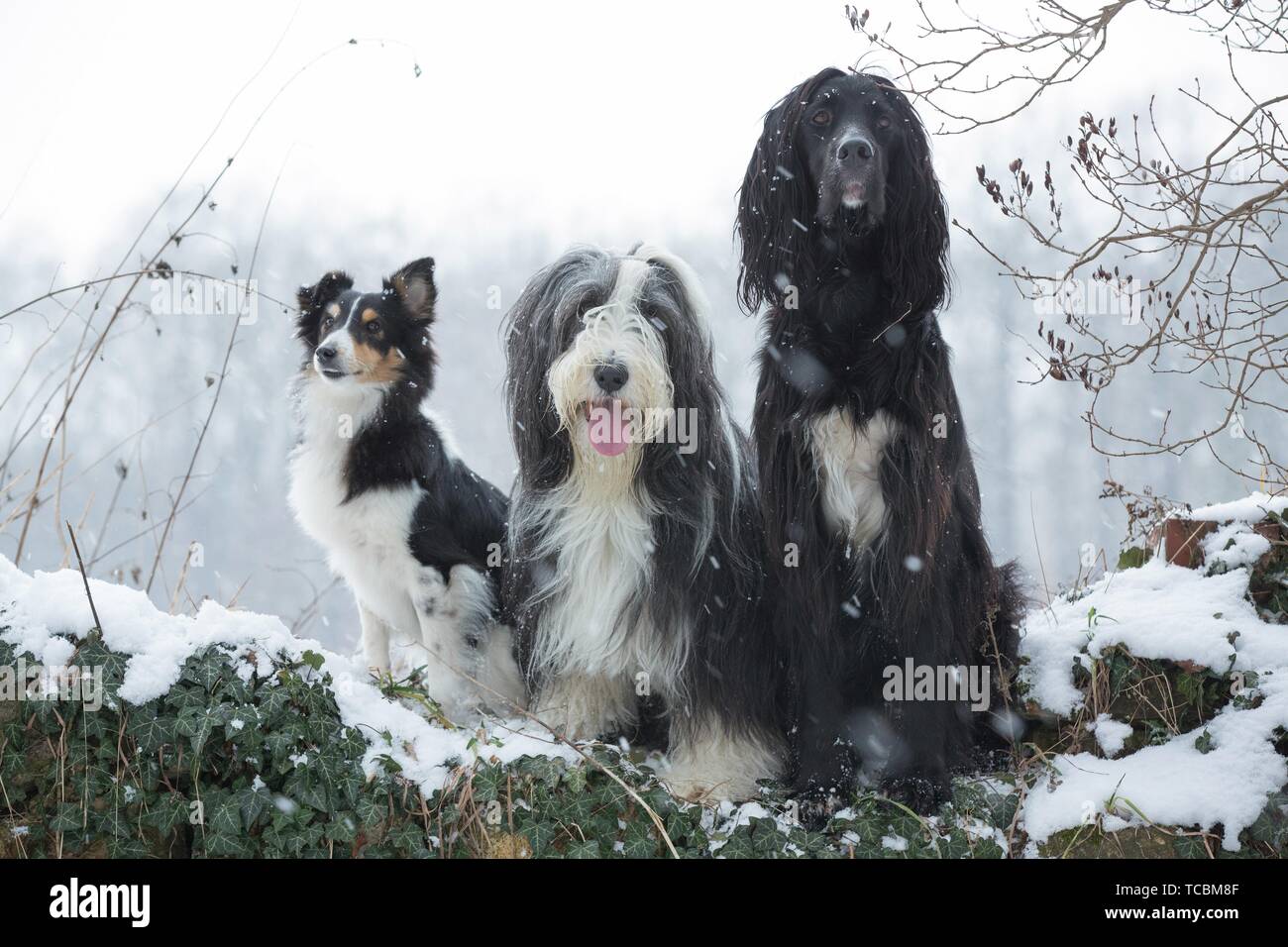 dogs in snow Stock Photo - Alamy