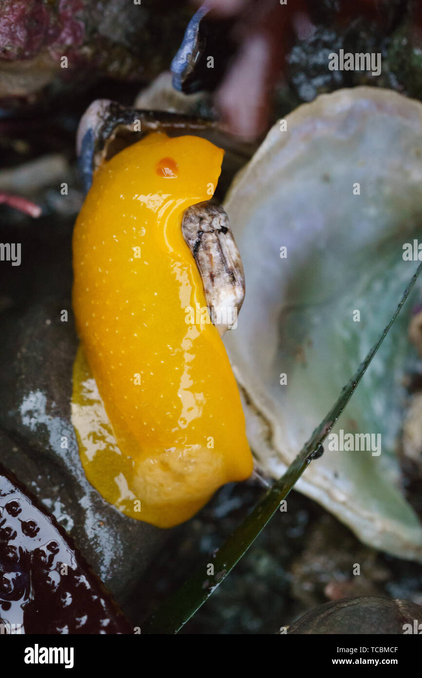 Yellow Sea Slug Stock Photo - Alamy