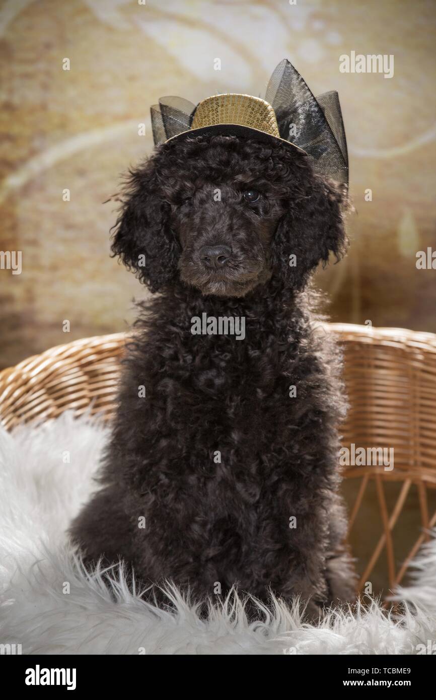 Poodle hats hi-res stock photography and images - Alamy