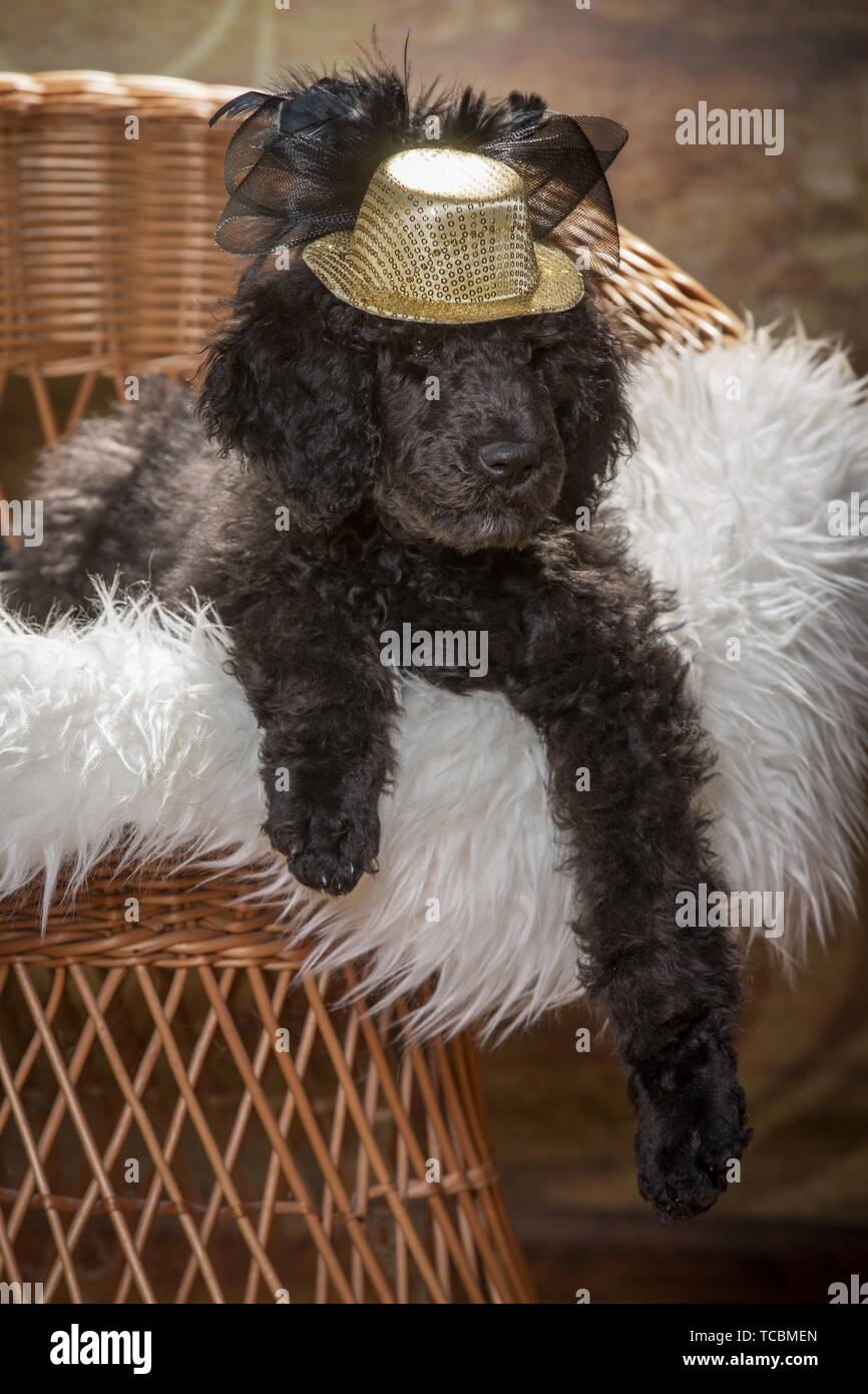 Poodle hats hi-res stock photography and images - Alamy