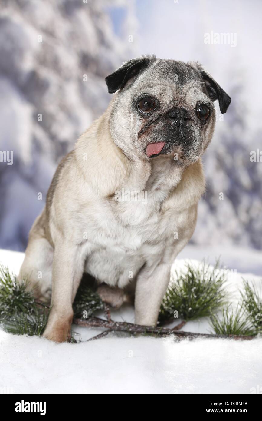 Old pug hi-res stock photography and images - Alamy