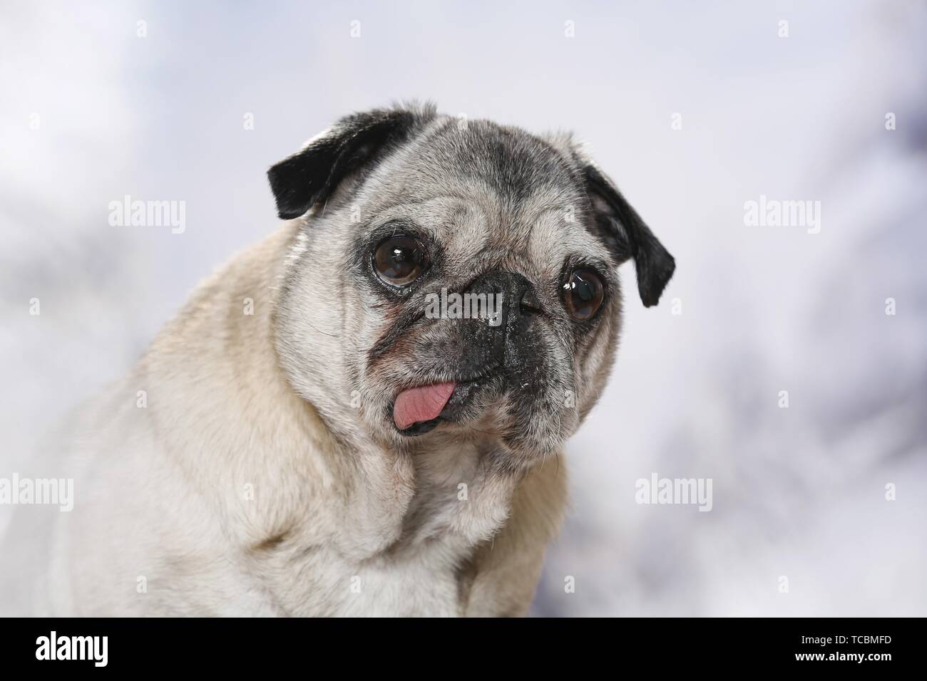 Old pug hi-res stock photography and images - Alamy