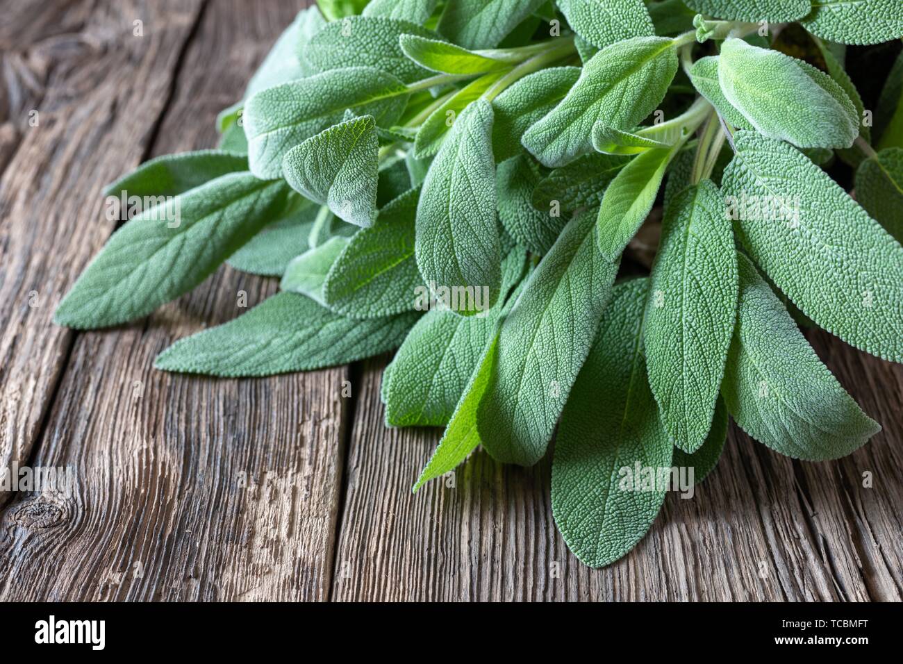 Sage green background hi-res stock photography and images - Alamy