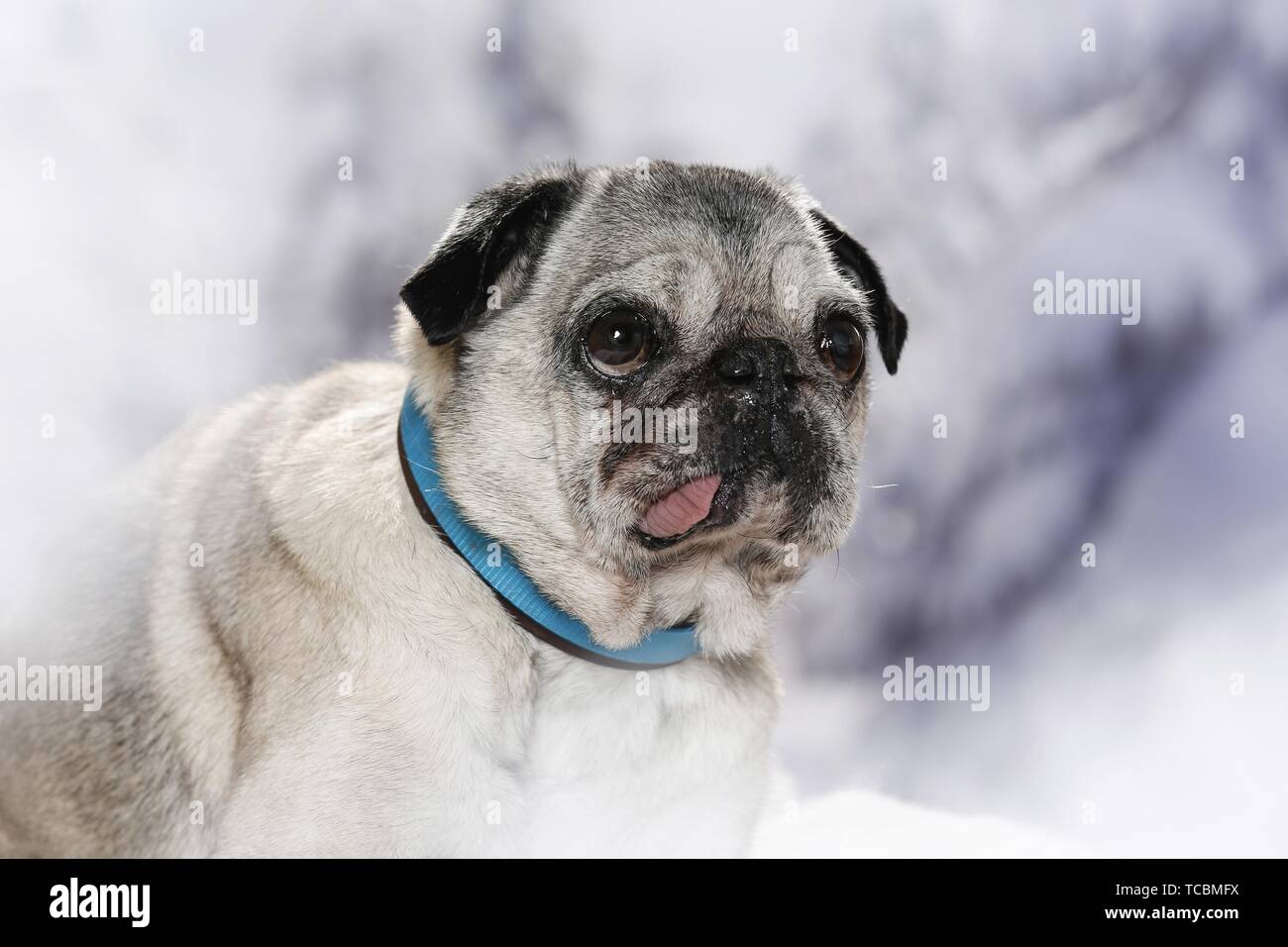 Old pug hi-res stock photography and images - Alamy