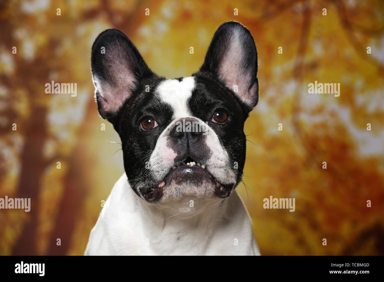 French Bulldog Portrait Stock Photo - Alamy