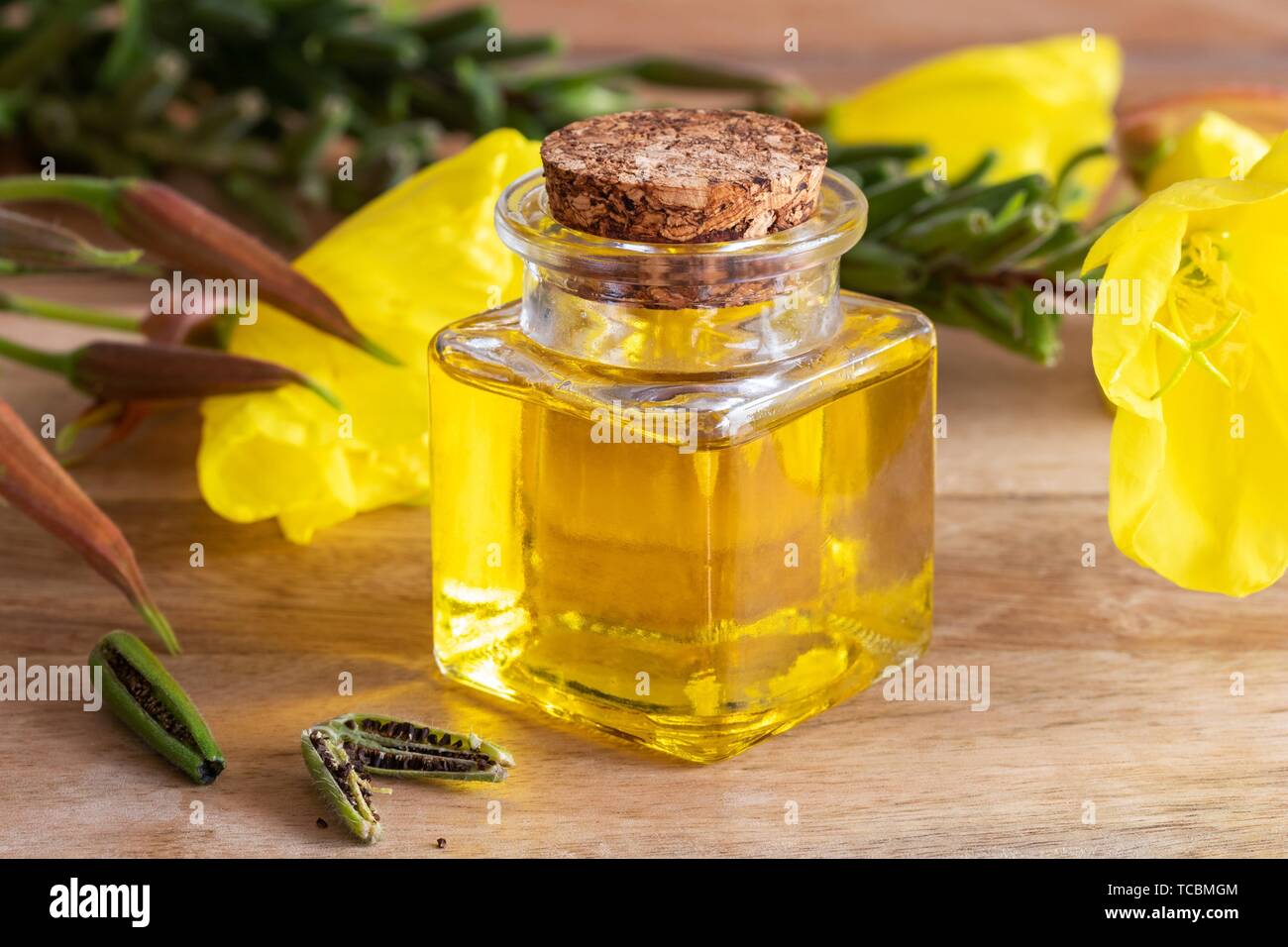 A bottle of evening primrose oil with fresh oenothera biennis flowers ...
