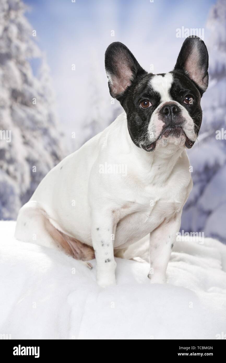 sitting French Bulldog Stock Photo - Alamy