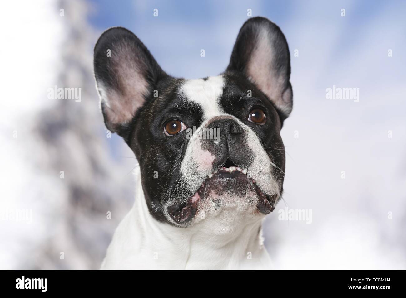 French Bulldog Portrait Stock Photo - Alamy