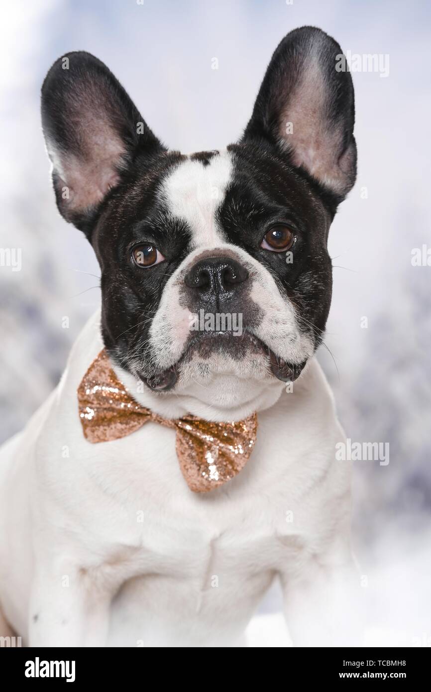 French Bulldog Portrait Stock Photo - Alamy