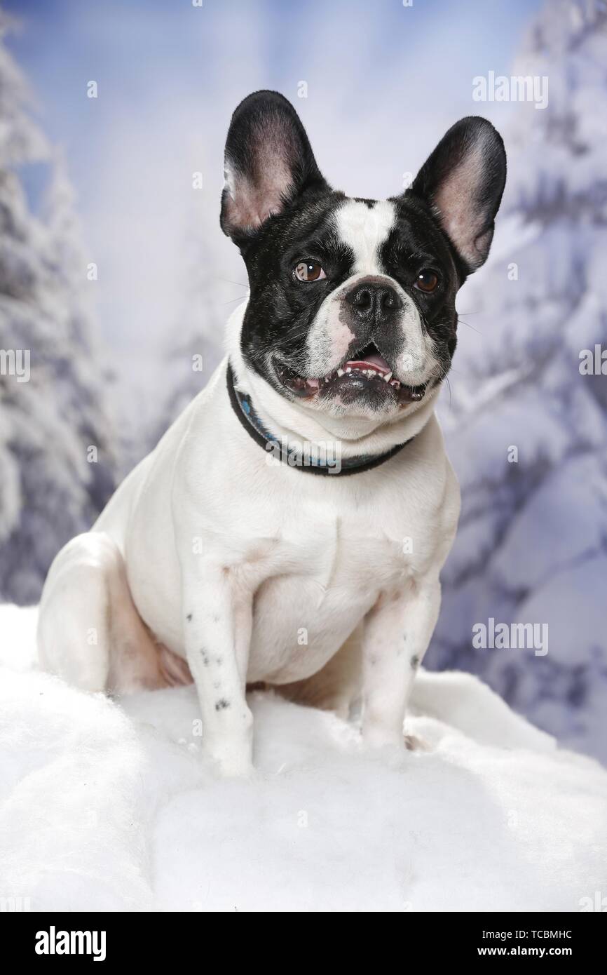 sitting French Bulldog Stock Photo - Alamy