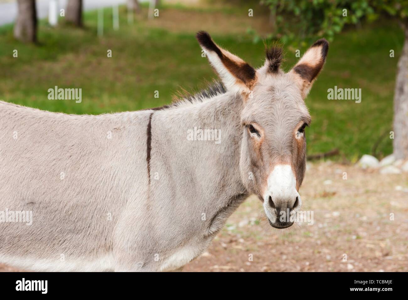 Provence donkey hi-res stock photography and images - Alamy