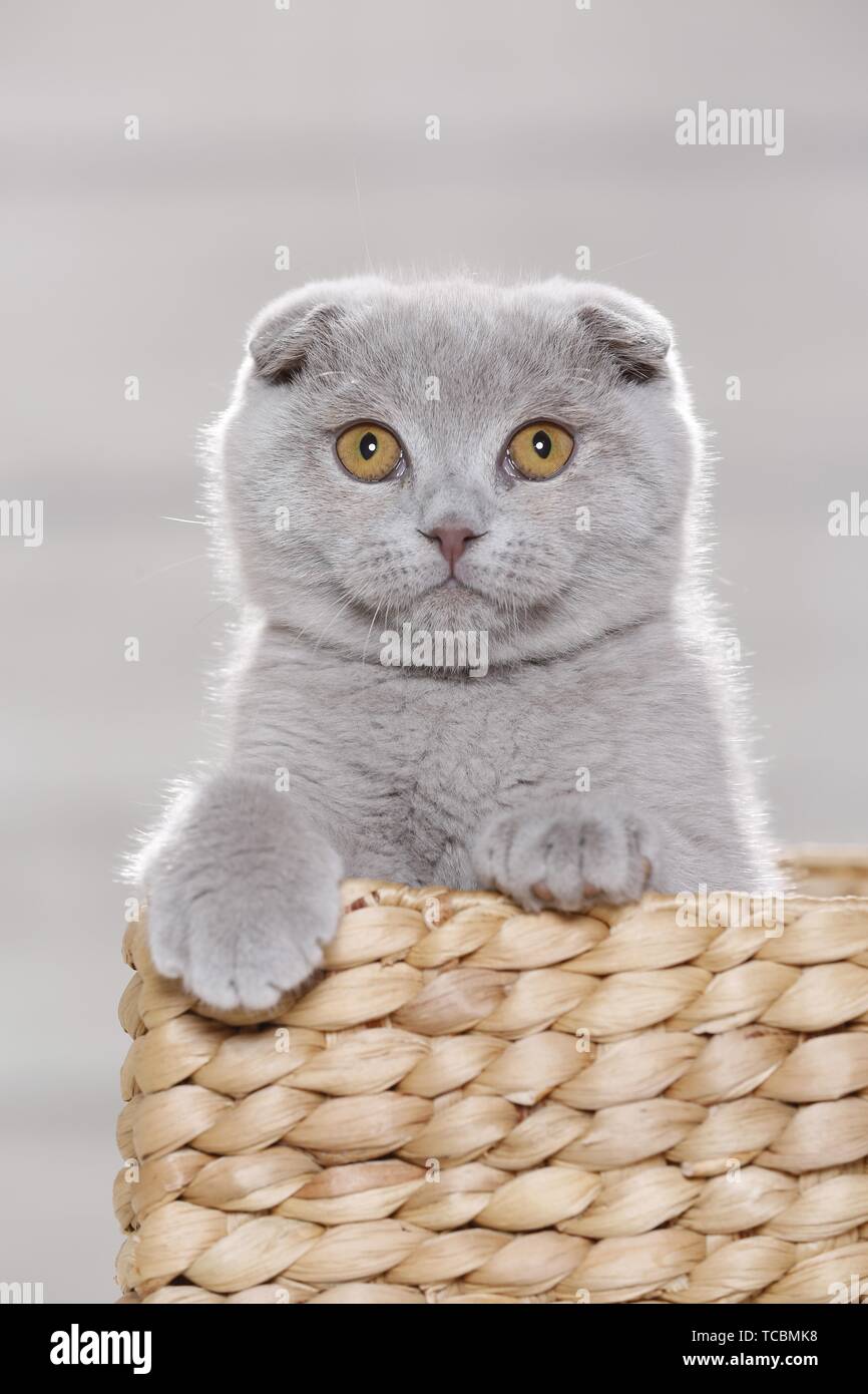 young Scottish Fold Stock Photo - Alamy