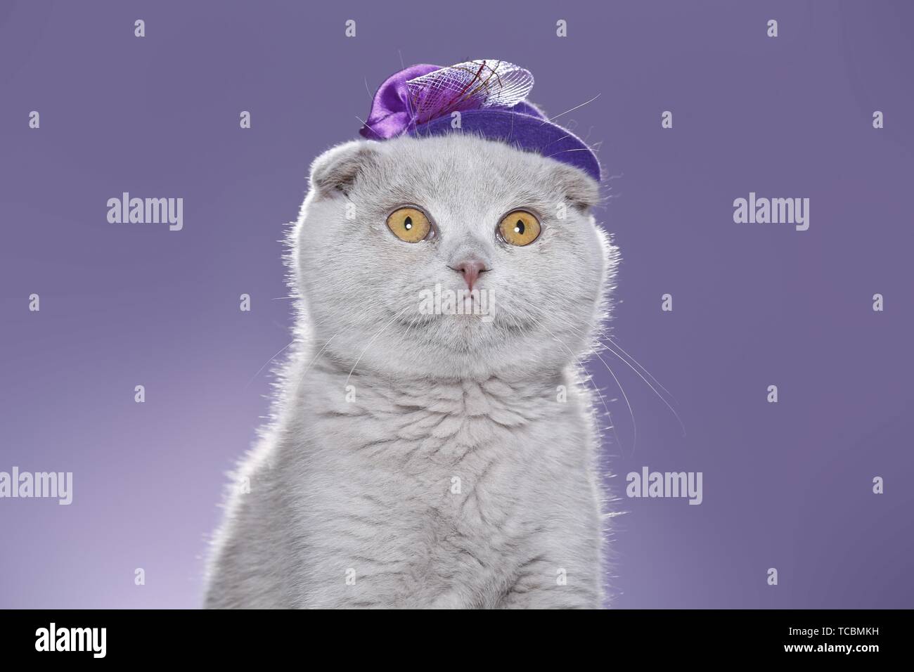Scottish Fold Portrait Stock Photo - Alamy
