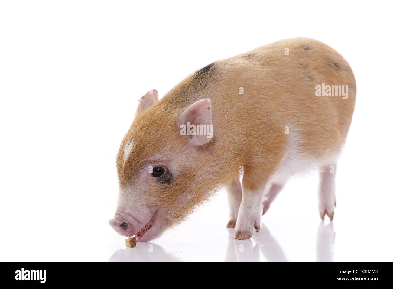 Baby Micro Pig