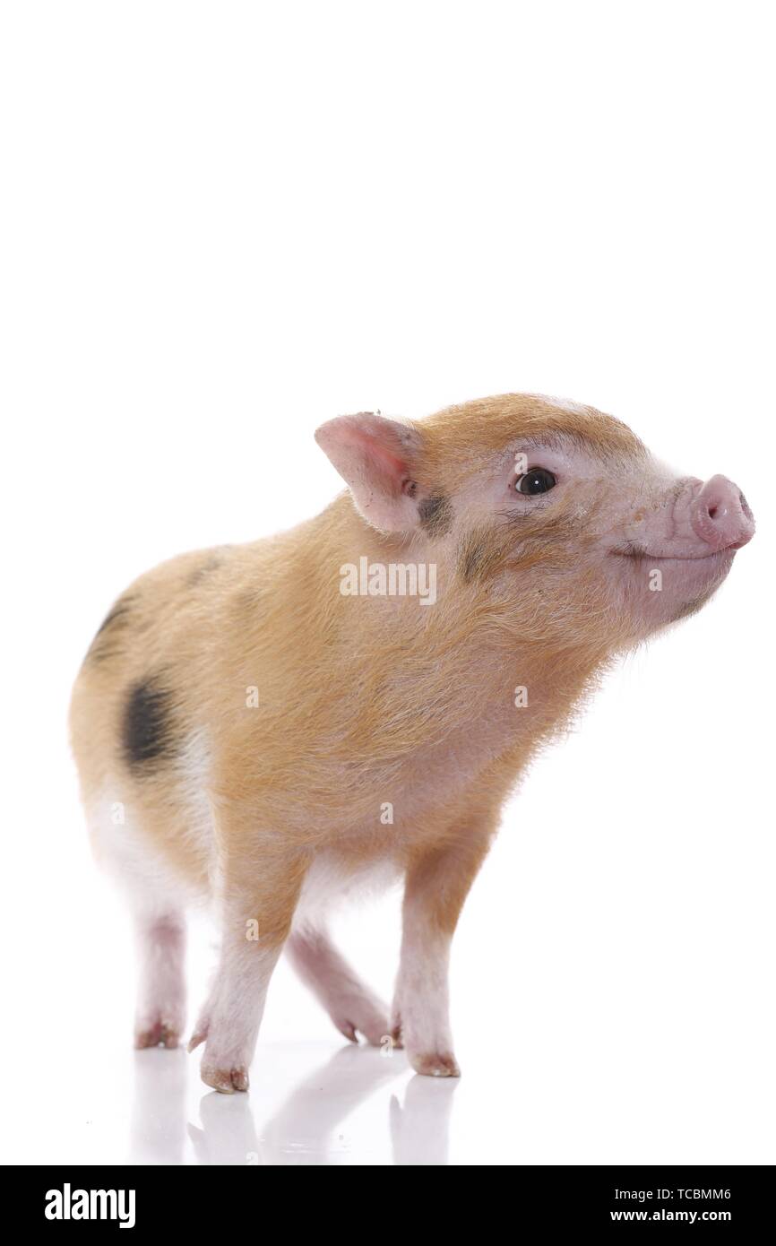 Pig cut out hi-res stock photography and images - Alamy