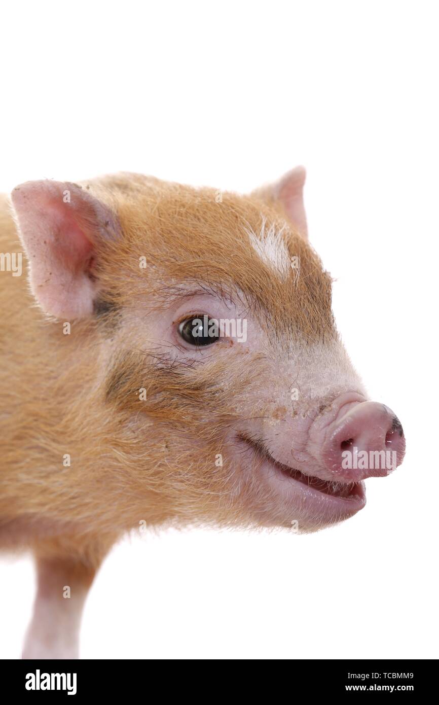 Pig head smile hi-res stock photography and images - Alamy
