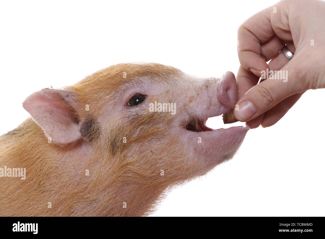 Mini pig feeding hi-res stock photography and images - Alamy