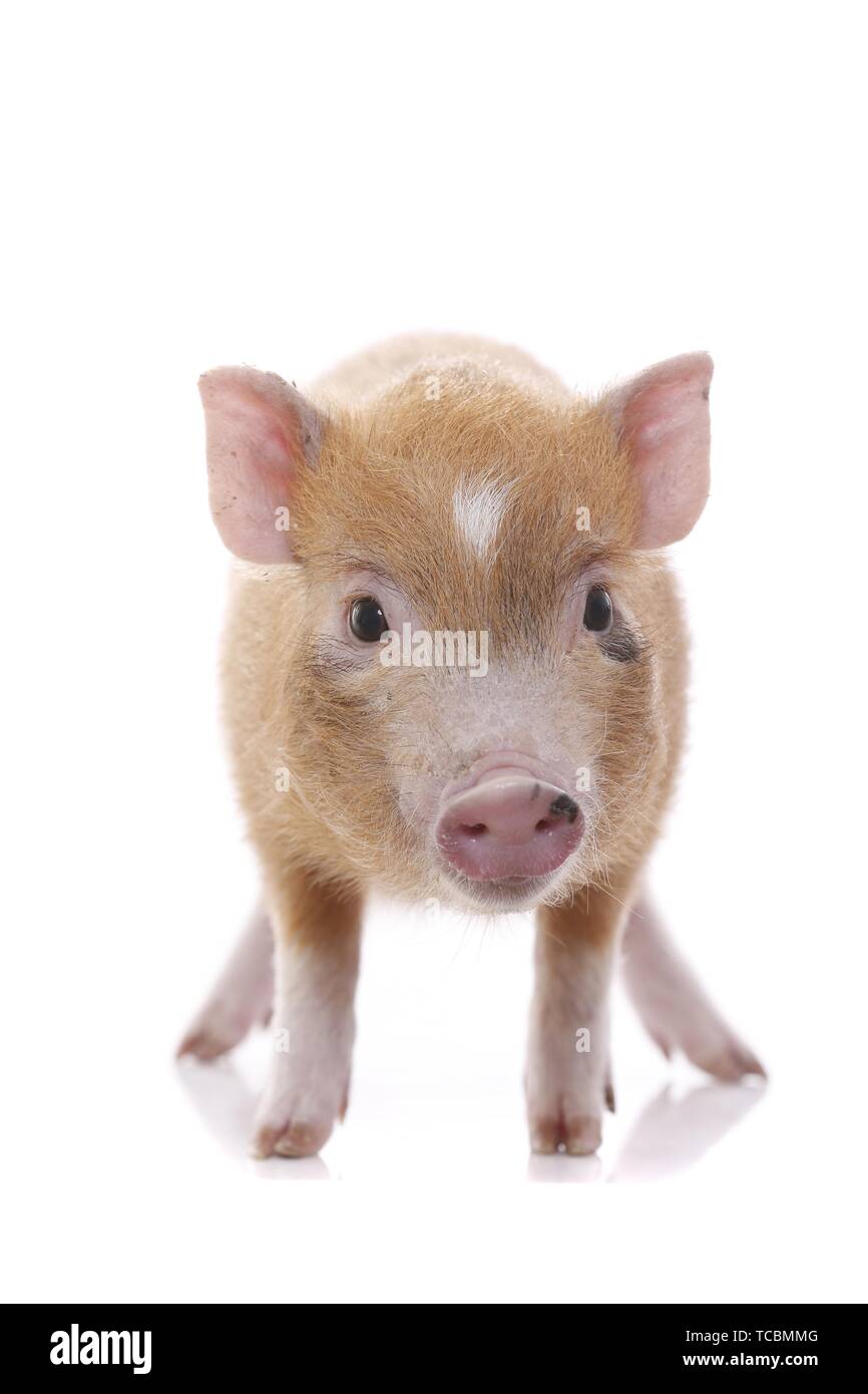 Micro pig Cut Out Stock Images & Pictures - Alamy