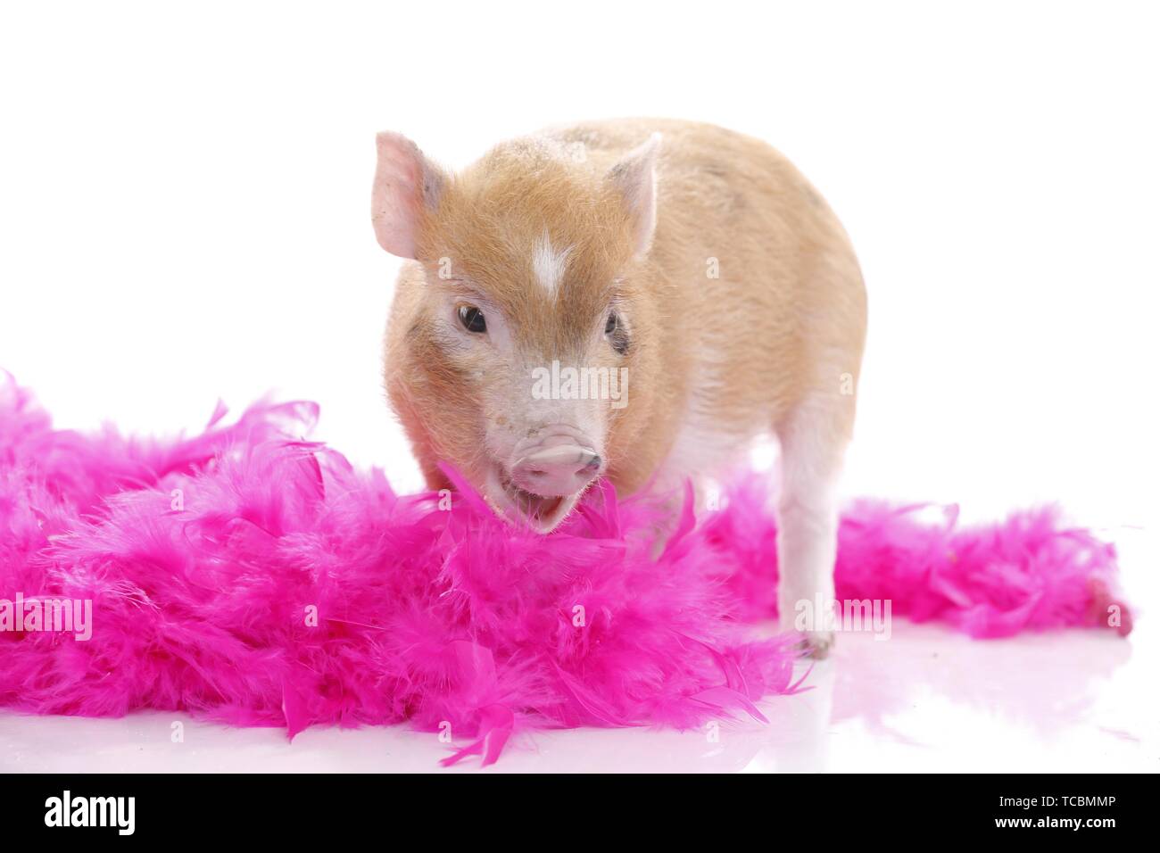 Micro pig hi-res stock photography and images - Alamy
