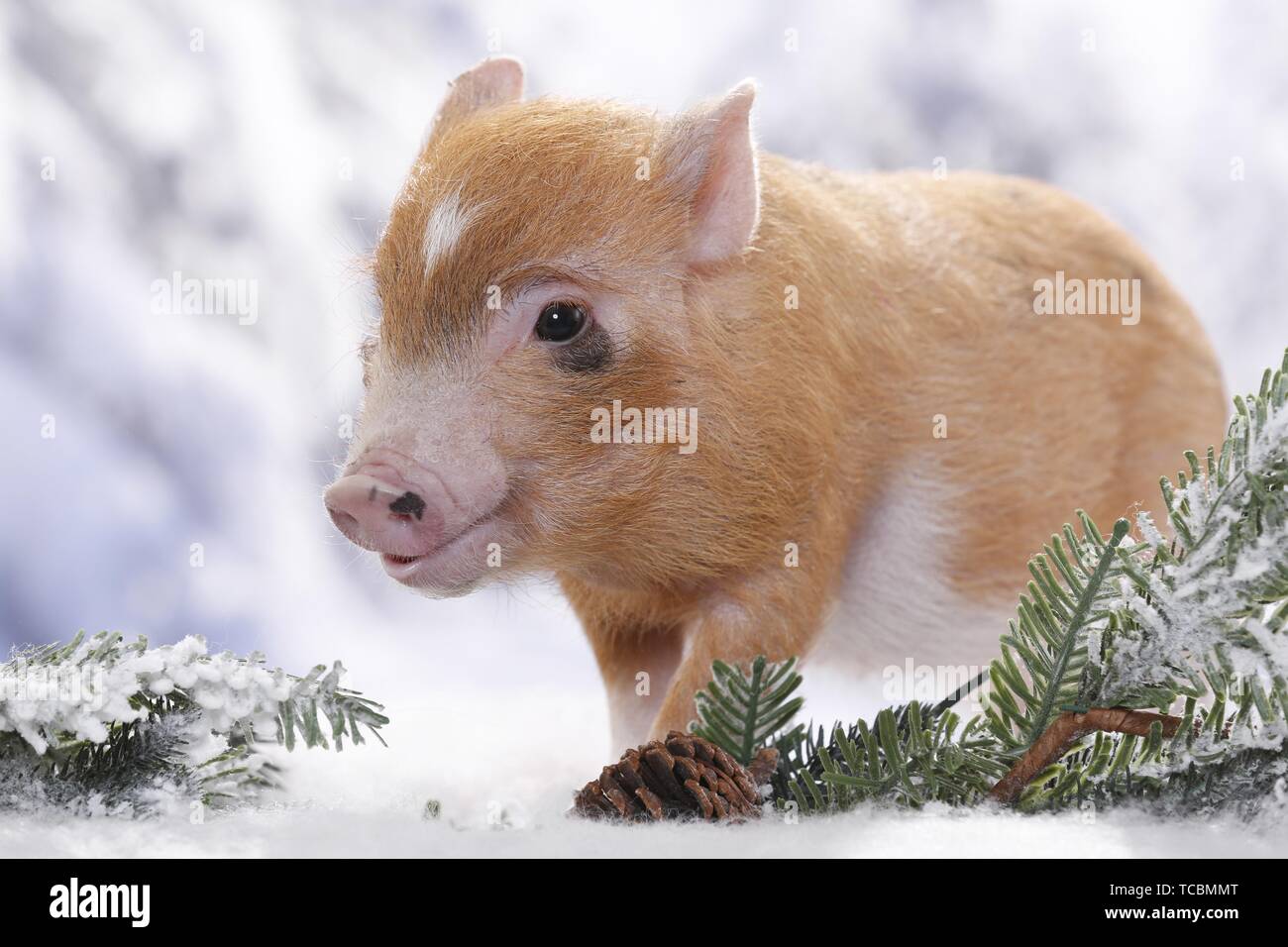 Micropigs hi-res stock photography and images - Alamy