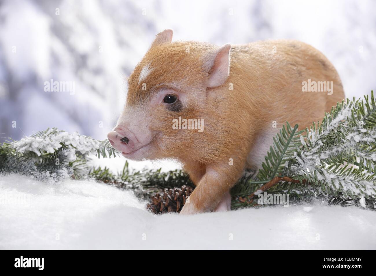 Micropigs hi-res stock photography and images - Alamy