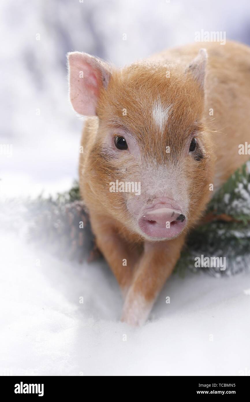 Micropigs hi-res stock photography and images - Alamy