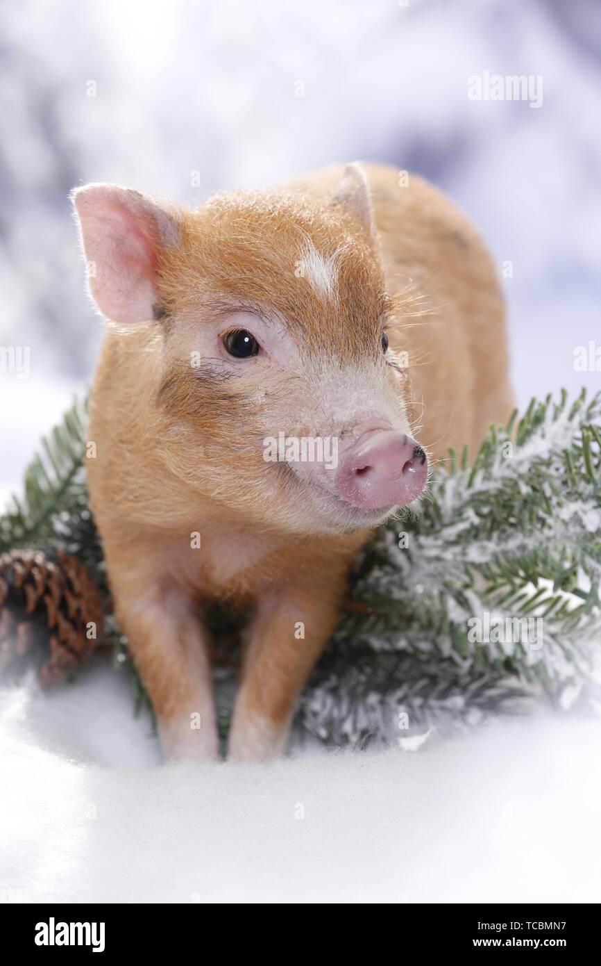 Micro pig hi-res stock photography and images - Alamy