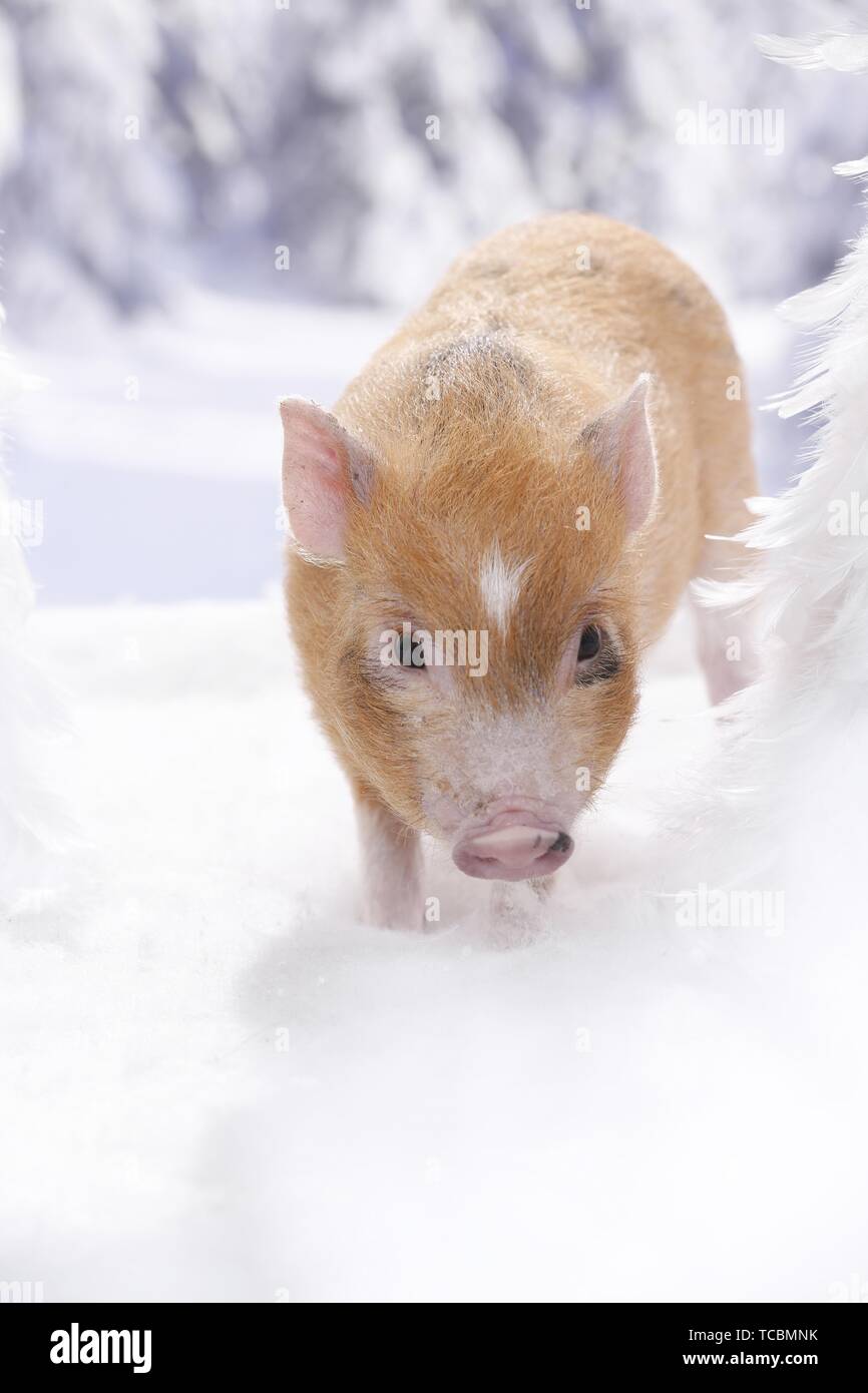 Baby pigs snow hi-res stock photography and images - Alamy