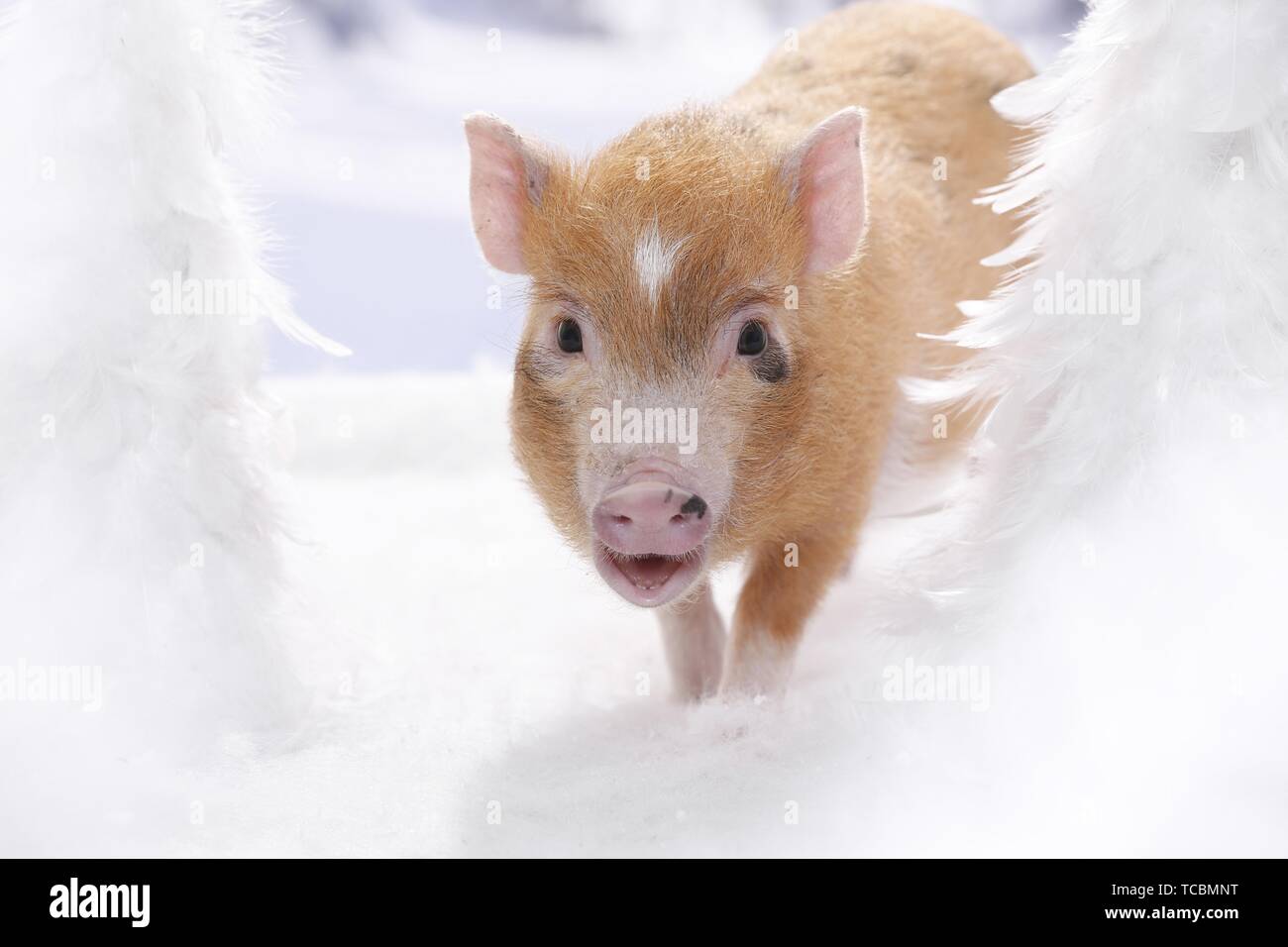 Micropigs hi-res stock photography and images - Alamy
