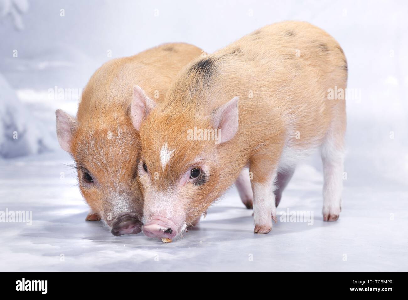 Miniature pigs hi-res stock photography and images - Alamy